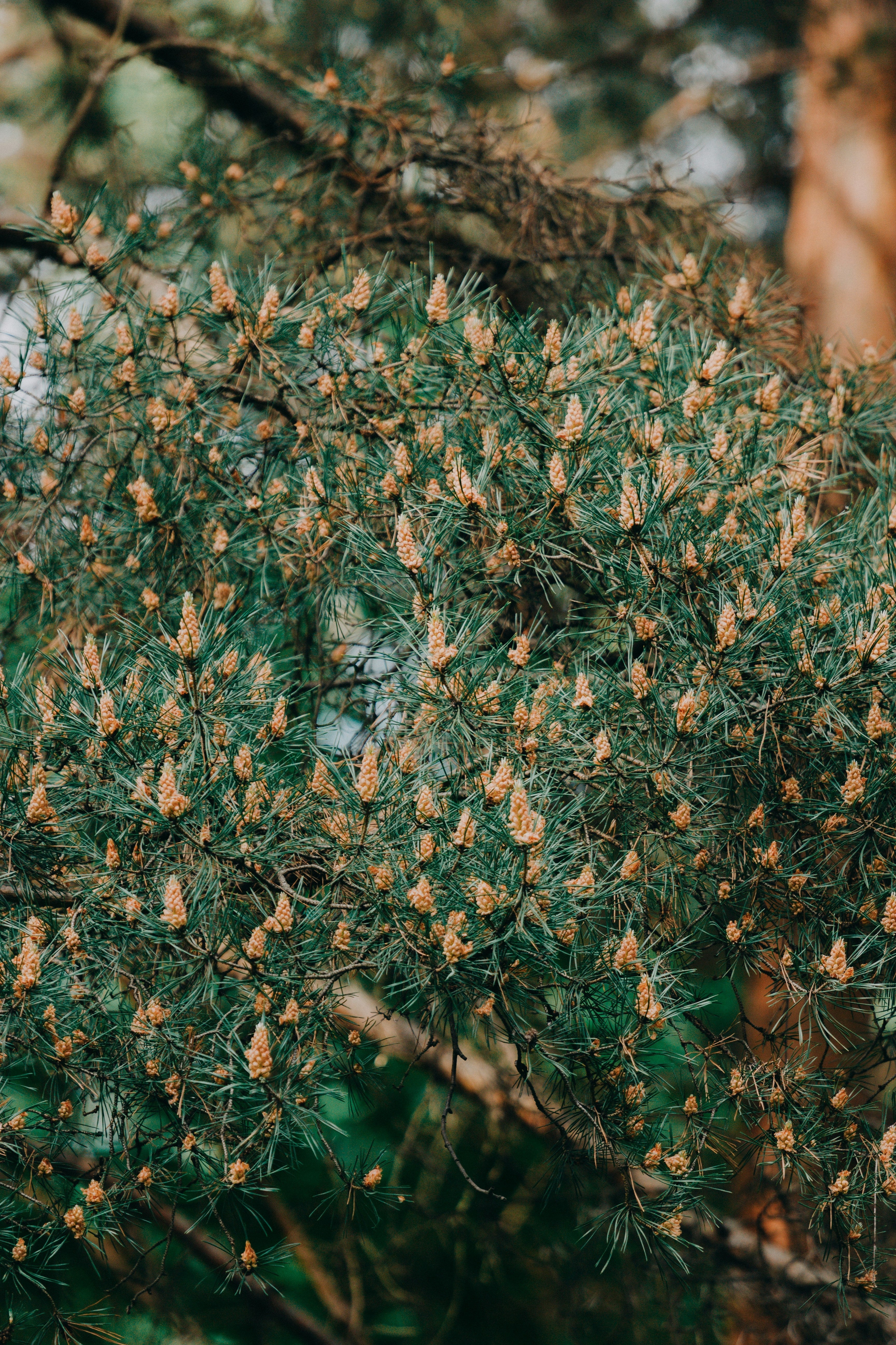 Regeneration & Performance – Botanicals